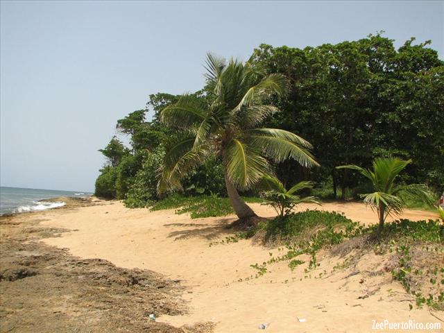 ZeePuertoRico.com - Wilderness Beach