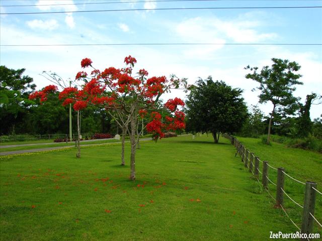 Paseo Lineal del Río Bayamón - ZeePuertoRico.com
