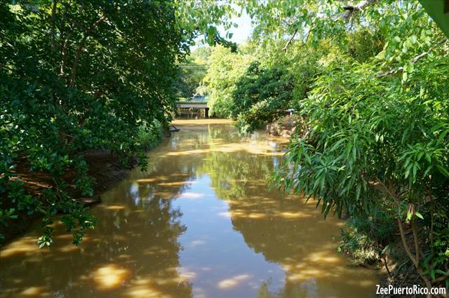 ZeePuertoRico.com - Camuy River Boarwalk