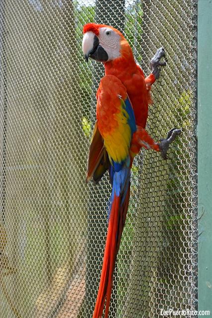 ZeePuertoRico.com - La Marquesa Forest Park