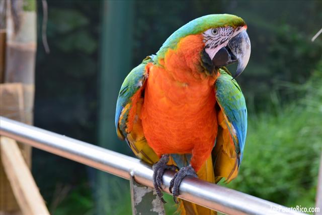 ZeePuertoRico.com - La Marquesa Forest Park
