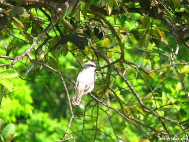 ZeePuertoRico.com - La Marquesa Forest Park