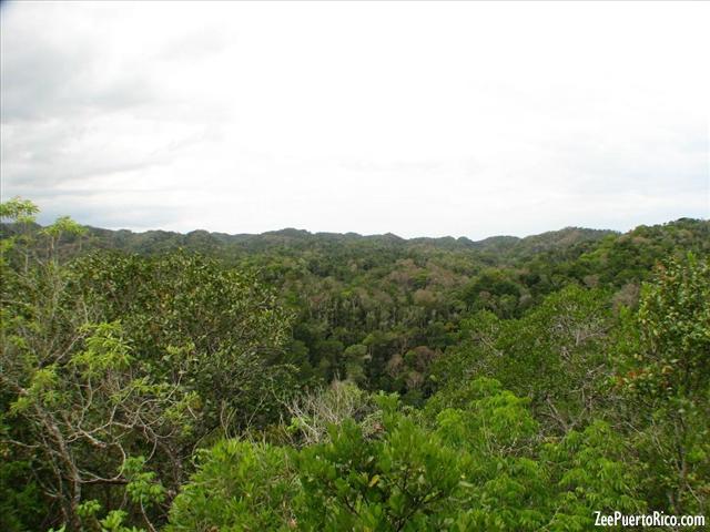 Bosque Guajataca - ZeePuertoRico.com