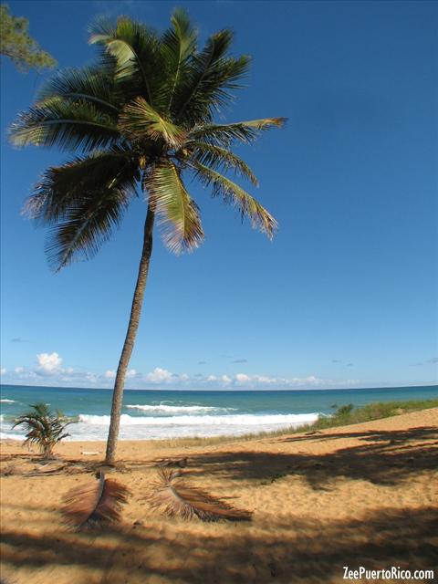 ZeePuertoRico.com - Piñones Boardwalk