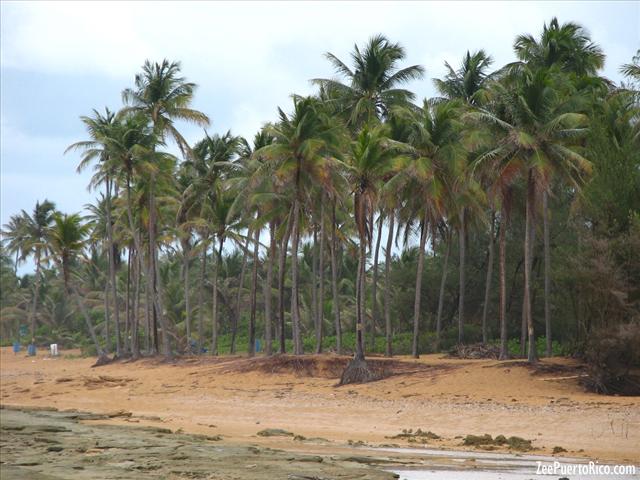 Playa Chatarra - ZeePuertoRico.com