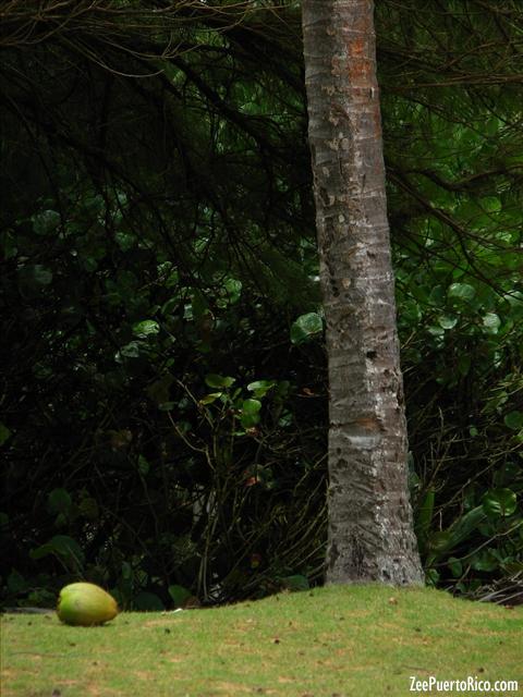 Playa Chatarra - ZeePuertoRico.com