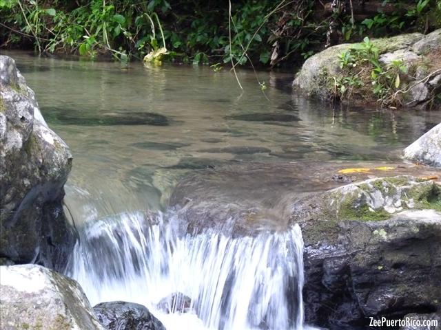 ZeePuertoRico.com - Toro Negro Forest