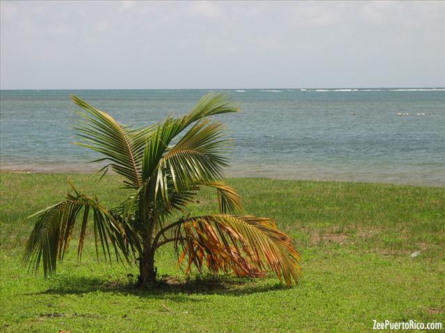 ZeePuertoRico.com - Villa Pesquera Beach of Patillas