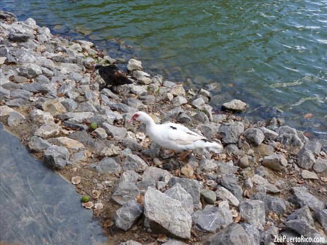 Parque Julio Enrique Monagas - ZeePuertoRico.com