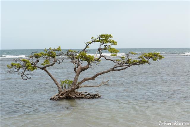 Playa de Ponce - ZeePuertoRico.com
