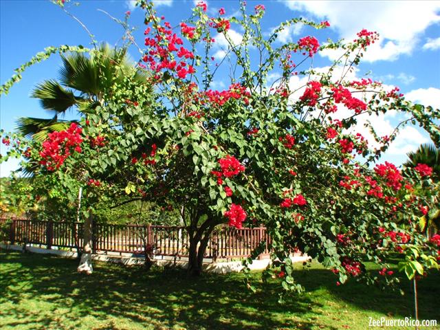 El Faro de Rincón - ZeePuertoRico.com