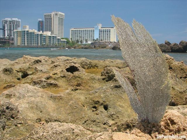 San Juan : ZeePuertoRico.com