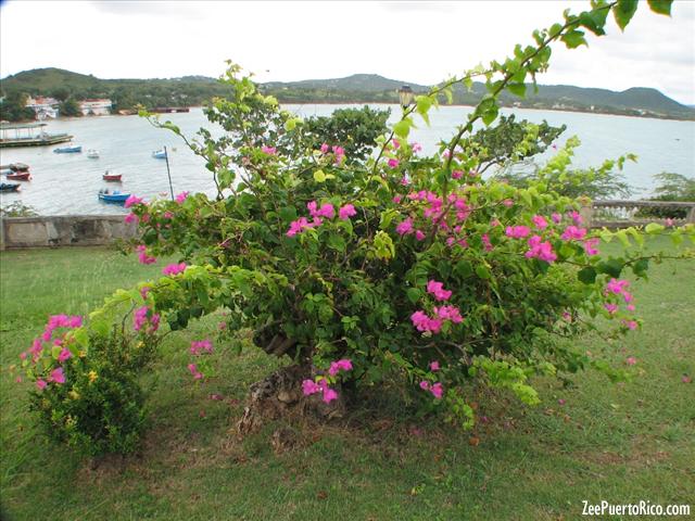 Faro Punta Mulas - ZeePuertoRico.com