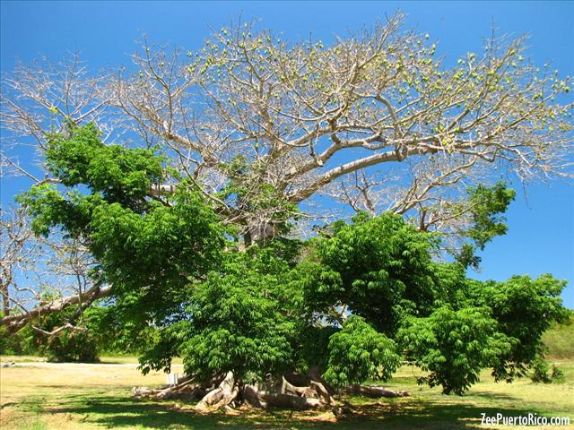 Vieques : ZeePuertoRico.com