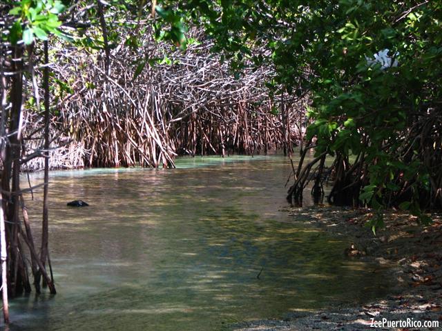 ZeePuertoRico.com - Punta Vaca Beach