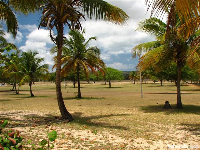 ZeePuertoRico.com - Sun Bay